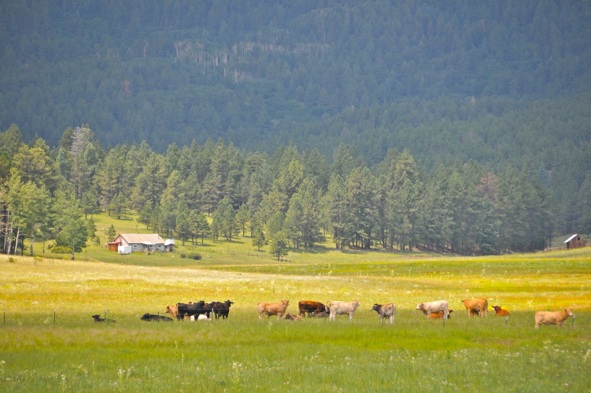 About Wheaton Creek Ranch in New Mexico