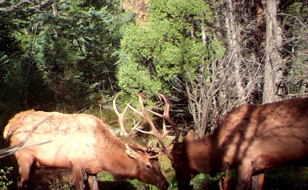Guided Elk Hunts in New Mexico | Wheaton Creek Ranch